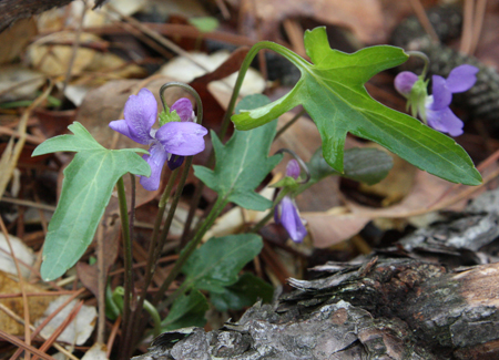 Viola " emarginata deltate"