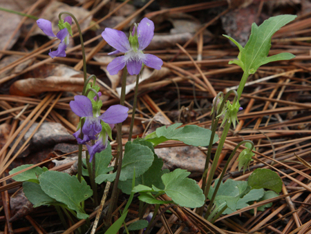Viola " emarginata deltate"
